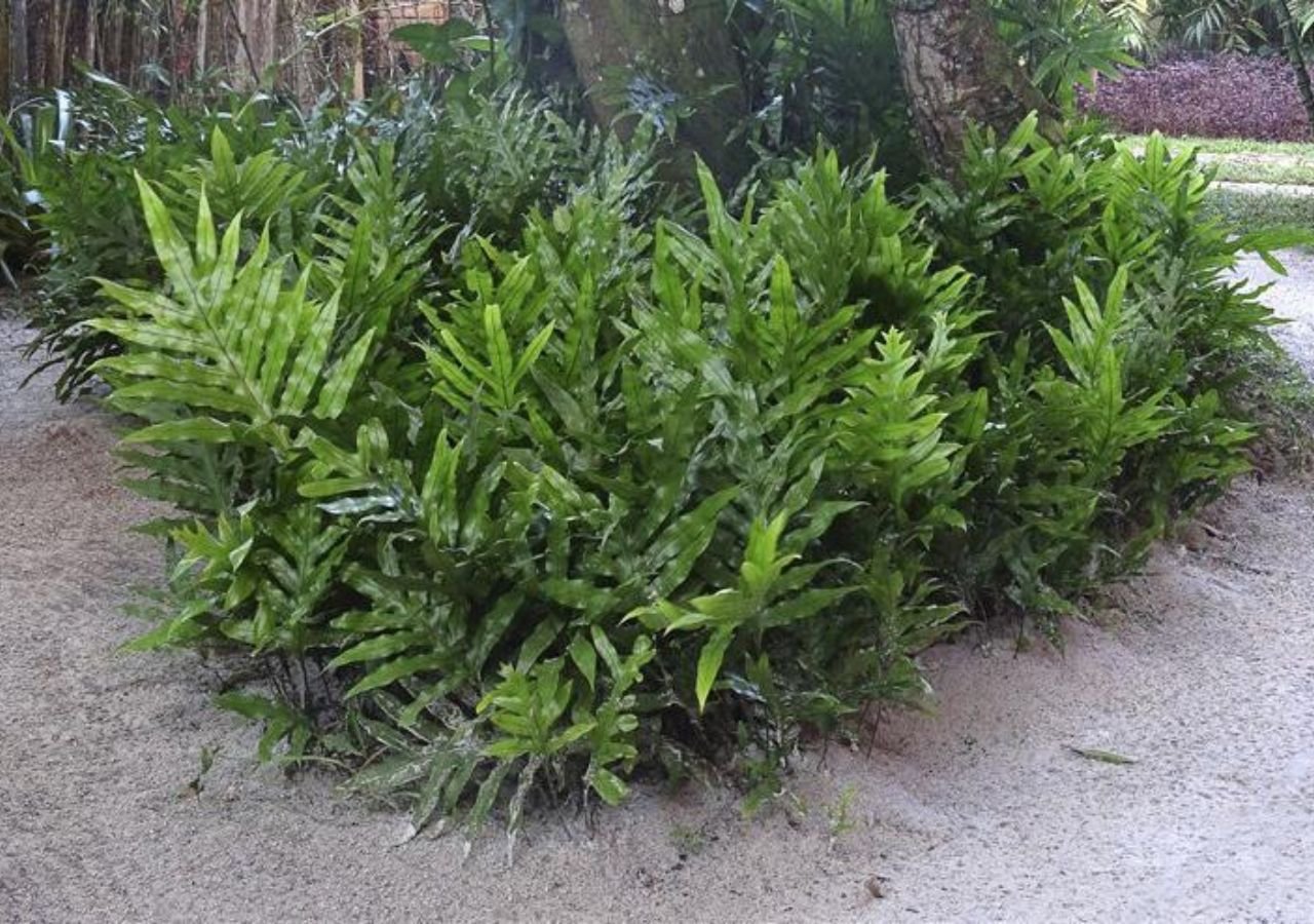 Samambaia Jamaica descubra a beleza exótica dessa samambaia