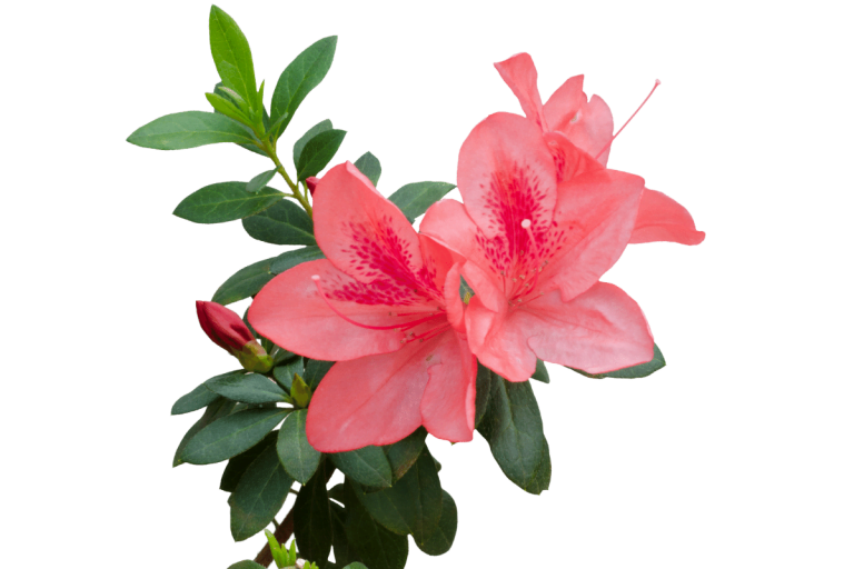 Planta Azaleia, Dicas Valiosas Para Você Cuidar Bem Dela