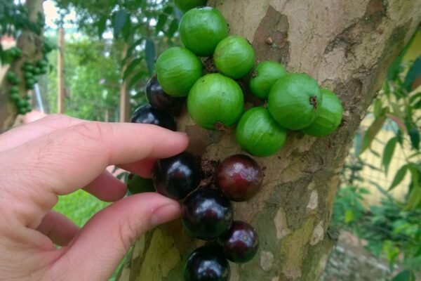 Jabuticabeira em vaso: Guia Completo De Como Cultivar