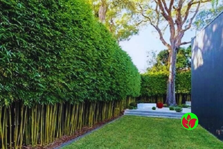 Bambu Mossô: Benefícios e Cuidados Essenciais para o Cultivo