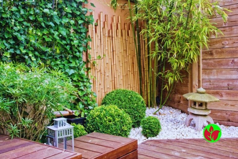 Bambu Mossô: Benefícios e Cuidados Essenciais para o Cultivo