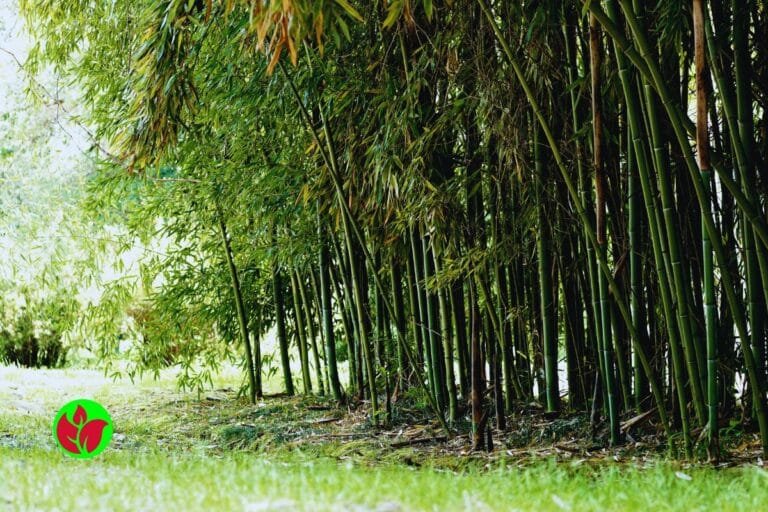 Bambu Mossô: Benefícios e Cuidados Essenciais para o Cultivo