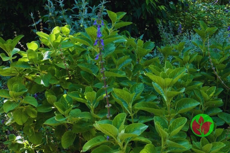 Boldo (Plectranthus barbatus) Por Que Ter o Boldo em Sua Vida?