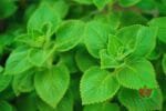Boldo (Plectranthus barbatus) Por Que Ter o Boldo em Sua Vida?